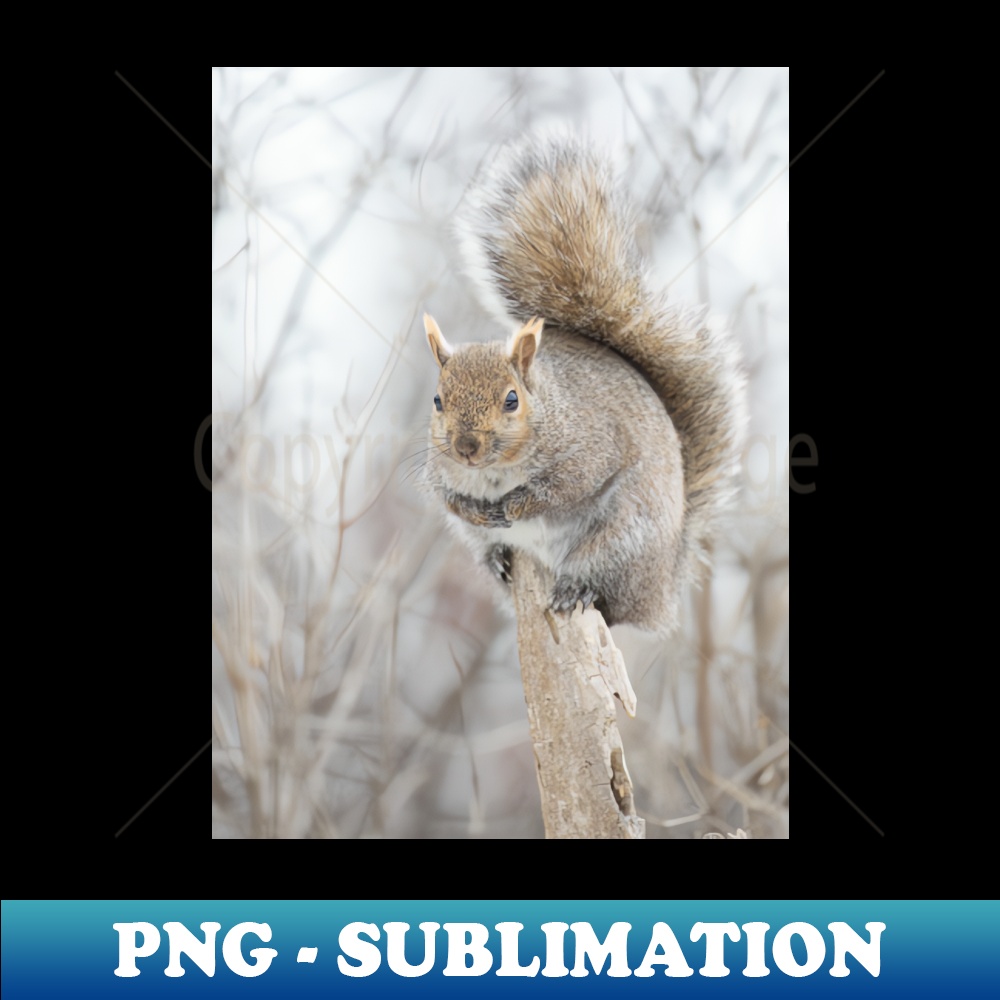 Grey Squirrel on a tree stump - PNG Transparent Digital Down | Inspire ...