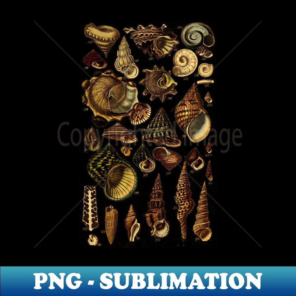 Antique Scientific Marine Biology Sea Shells - Professional | Inspire ...