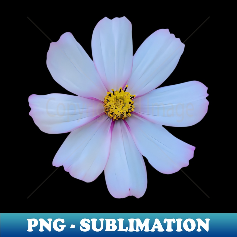 White Cosmo Flower - PNG Transparent Sublimation Design - Tr | Inspire ...