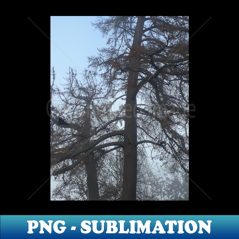 Shadowed Trees Photography My - Retro PNG Sublimation Digita | Inspire ...