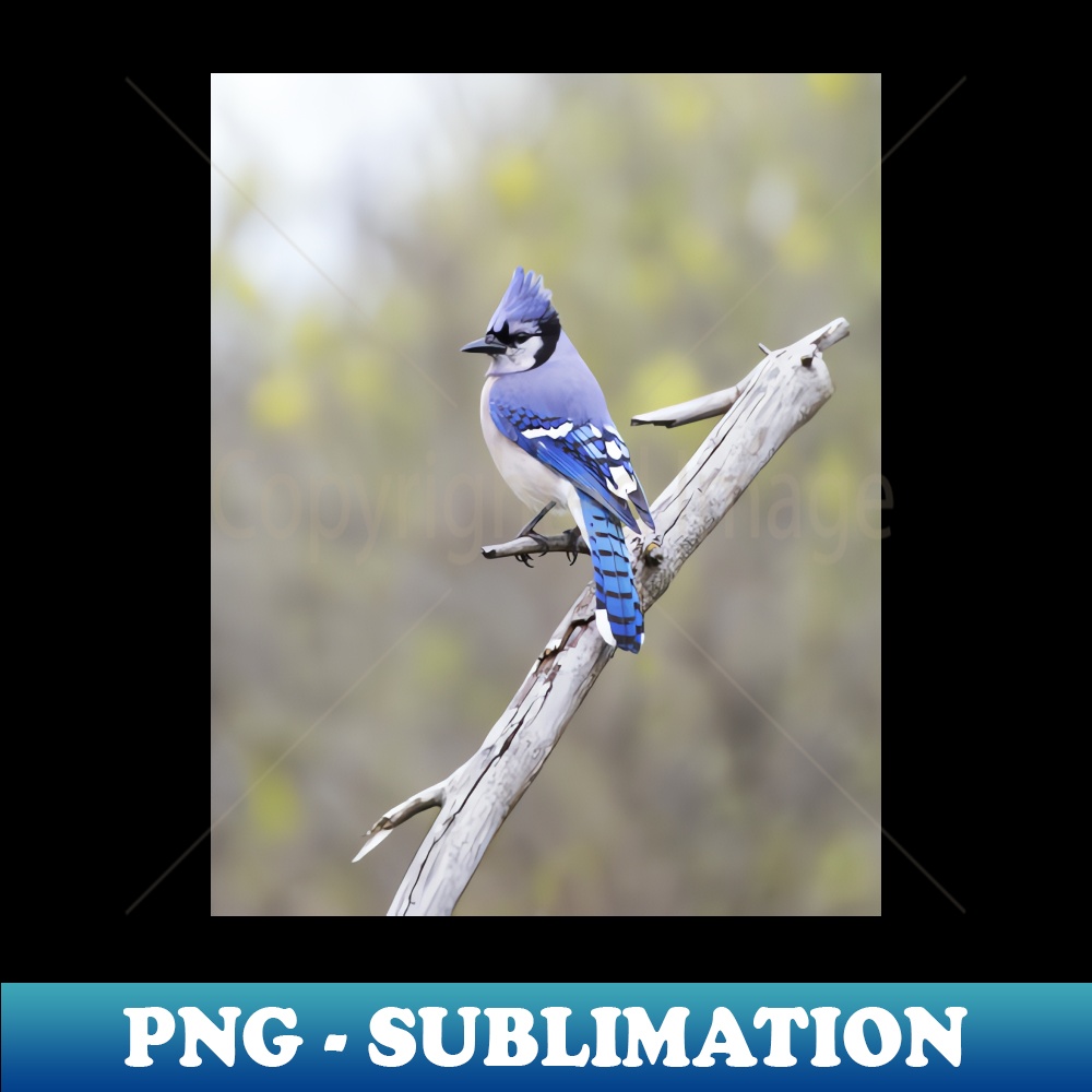 Blue Jay - PNG Transparent Digital Download File for Sublima | Inspire ...