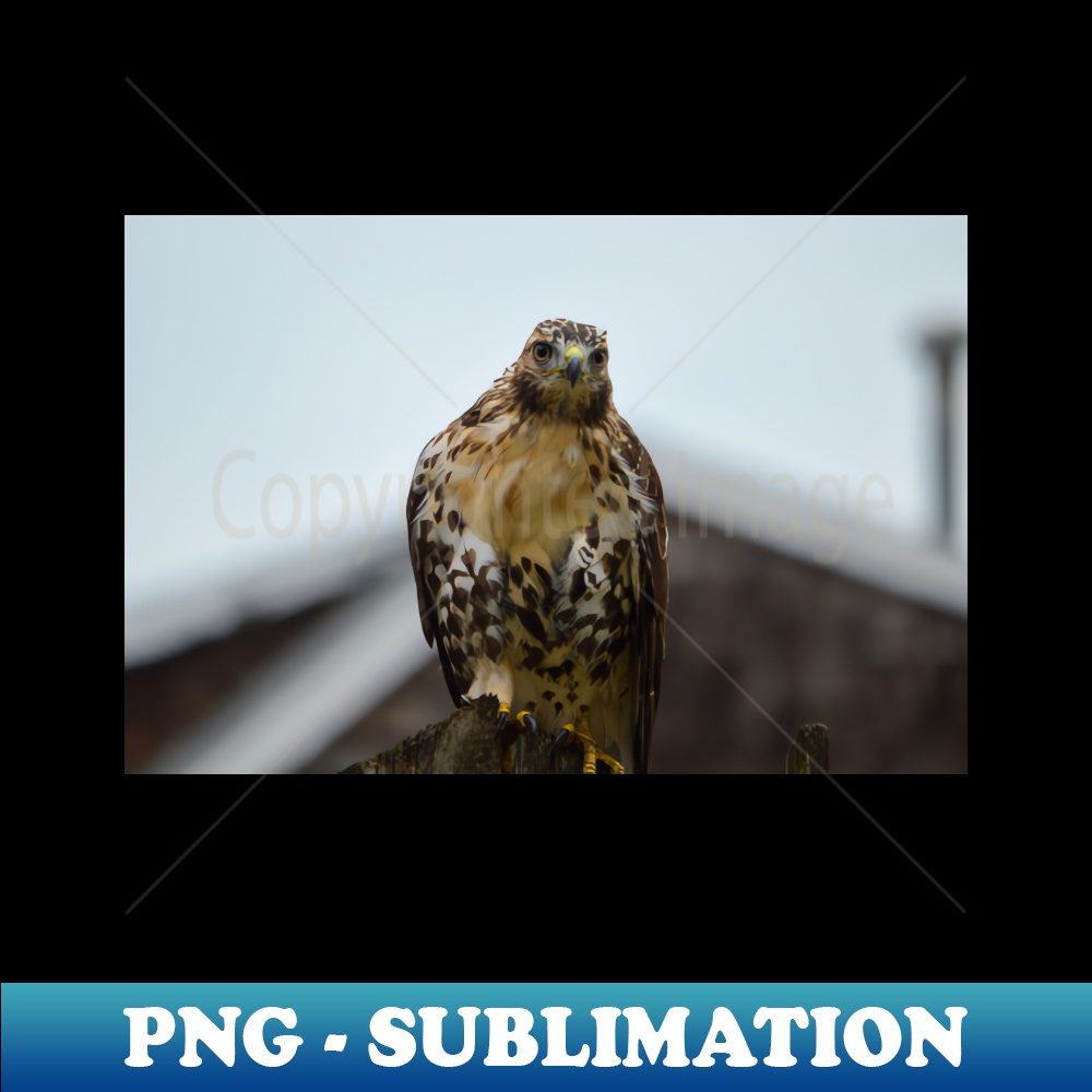 RedTail Hawk - Creative Sublimation PNG Download - Revolutio | Inspire ...