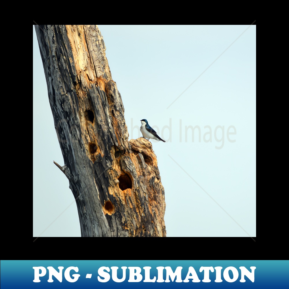Barn Swallow - PNG Transparent Sublimation Design - Boost Yo | Inspire ...