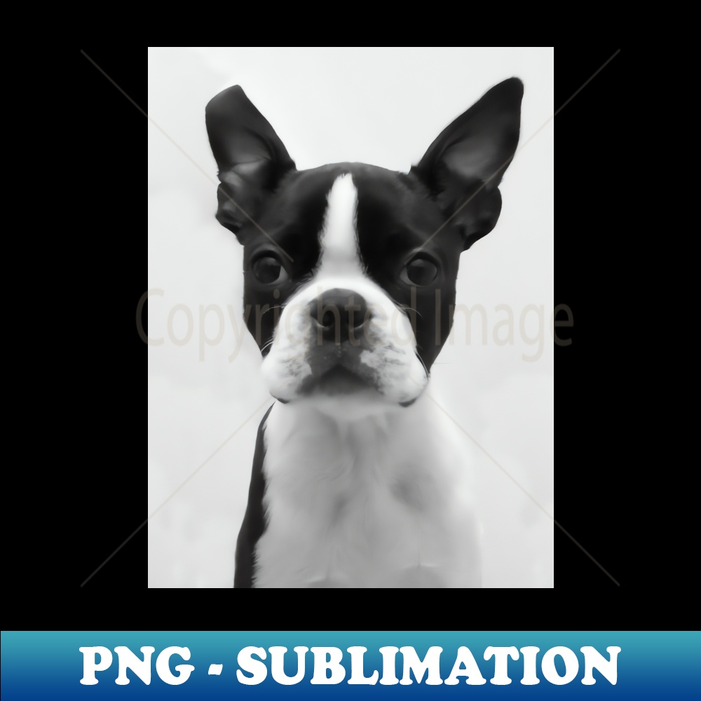 Portrait of Meryl the Boston Terrier - PNG Transparent Subli | Inspire ...