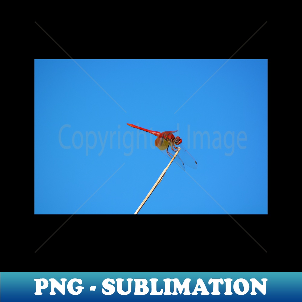 Dance of the Red-Veined Dropwing Dragonfly - High-Resolution | Inspire ...