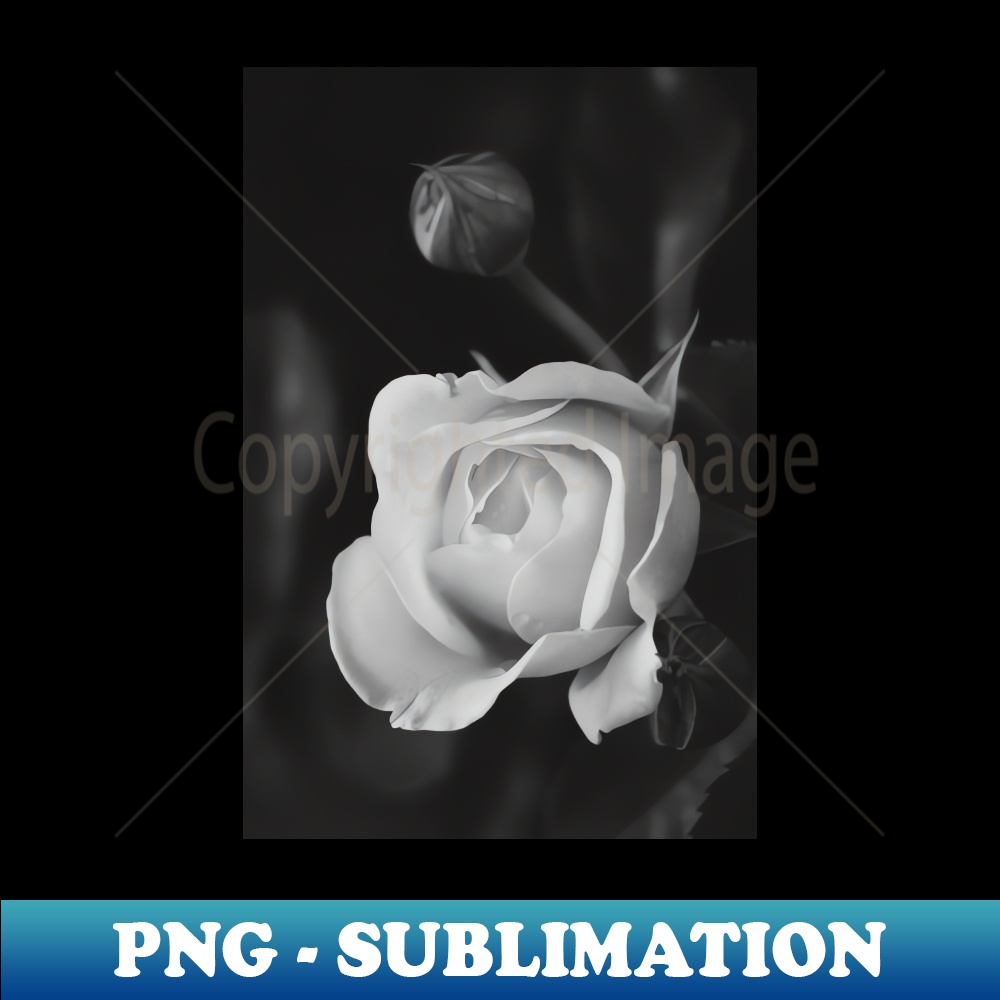 Black and White Alberta Roses -botanical flower art - Creati | Inspire ...