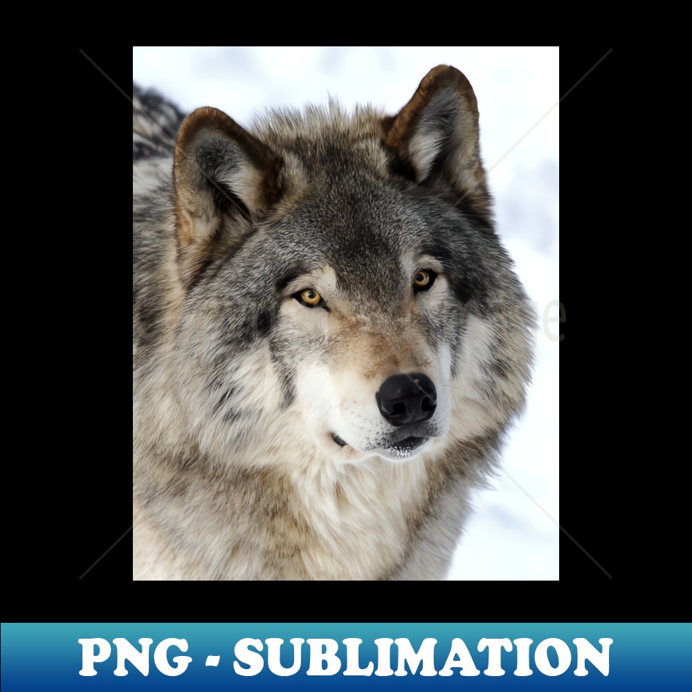 Timber Wolf - PNG Transparent Sublimation Design - Unlock Vi | Inspire ...