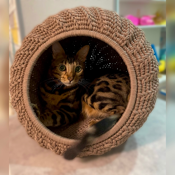 Handmade Cat House: Cozy and Unique Shelter for Your Feline | Inspire ...