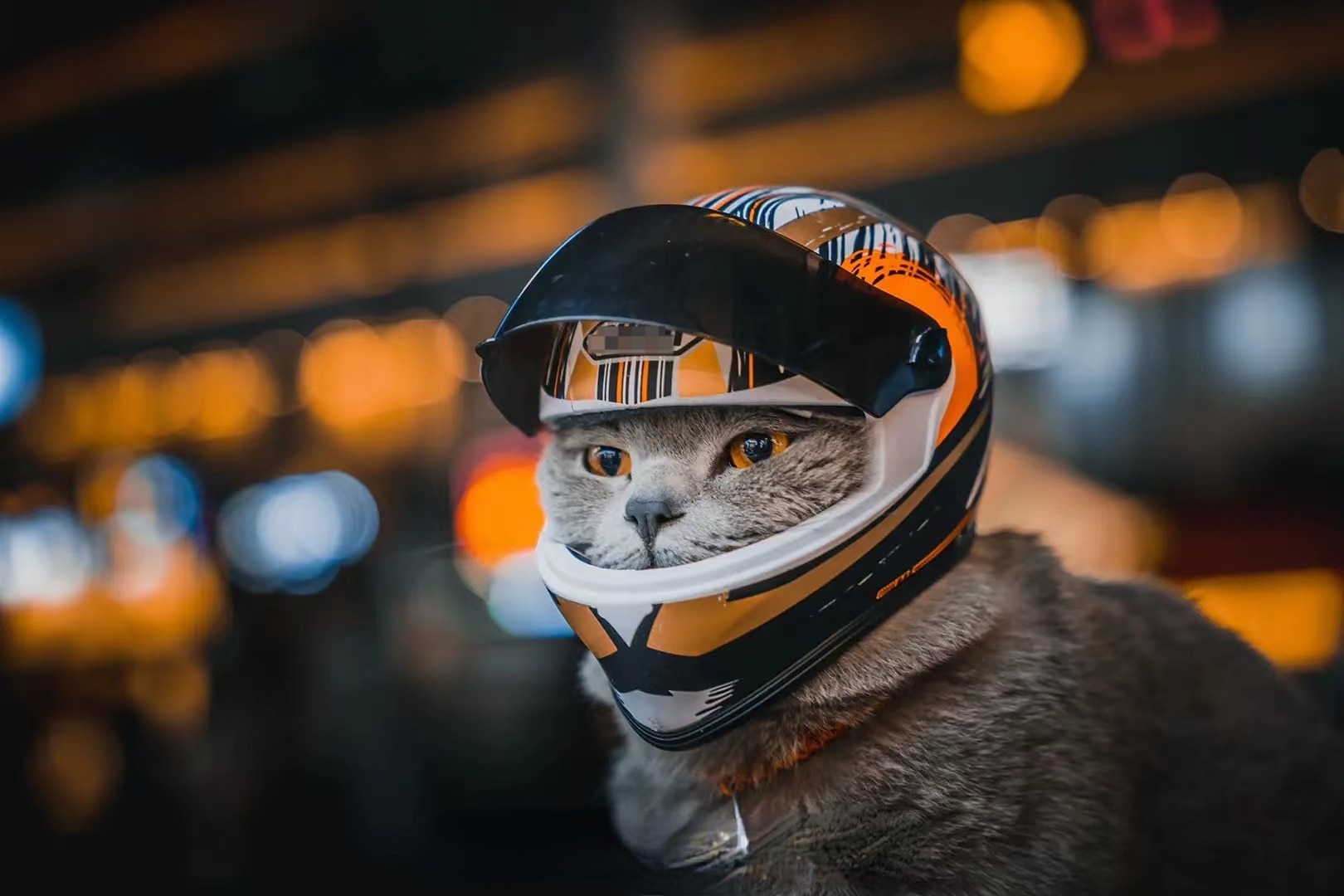 Full Face Pet Motorcycle Helmet | Outdoor Riding Hat for Cat | Inspire ...