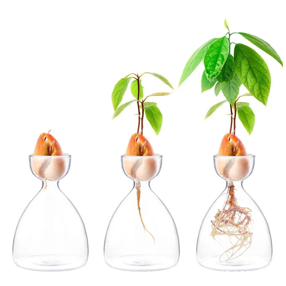 Transparent Glass Avocado Seed Starter Vase | Plant Growing | Inspire ...