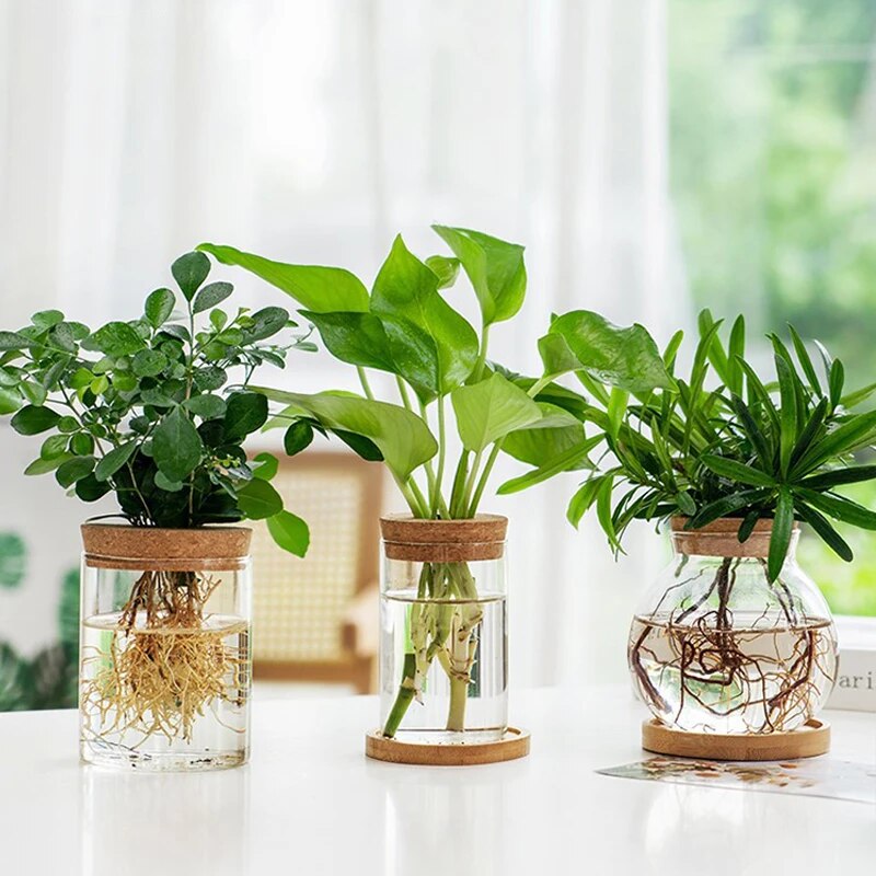Transparent Hydroponic Flower Pot: Home Vase Decor for Offic | Inspire ...