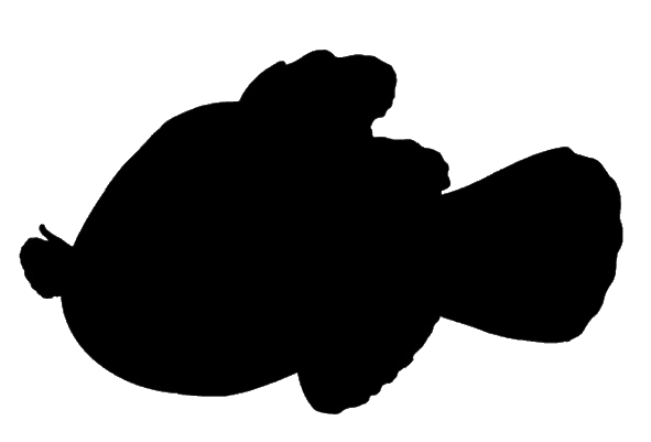 Finding Nemo Silhouette Svg, Finding Dory Svg, Dory svg, Fin | Inspire ...