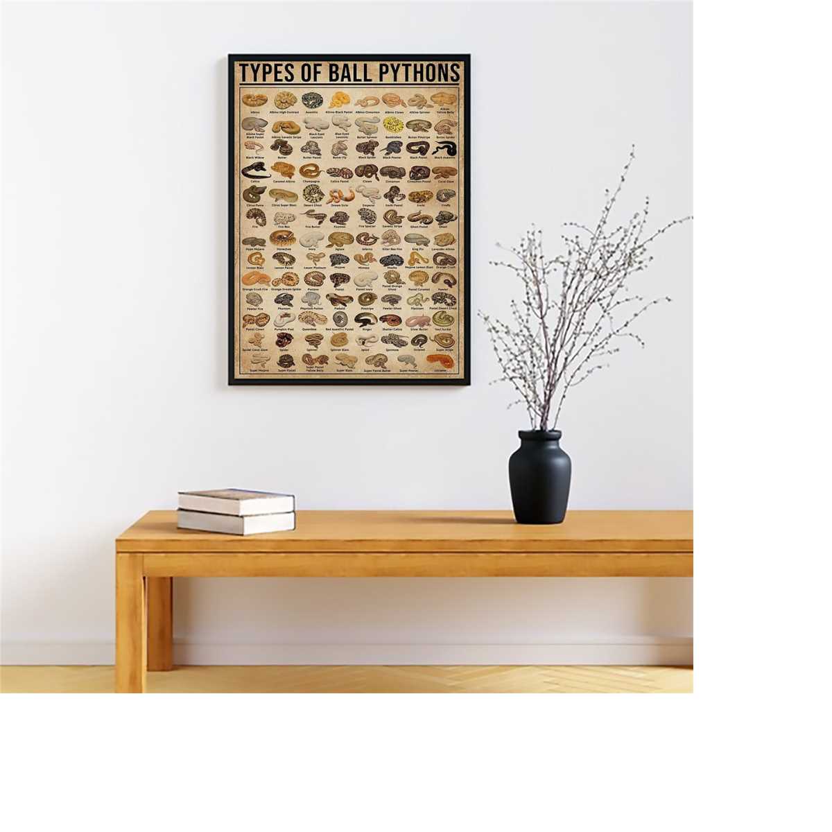 Ball Pythons - Inspire Uplift