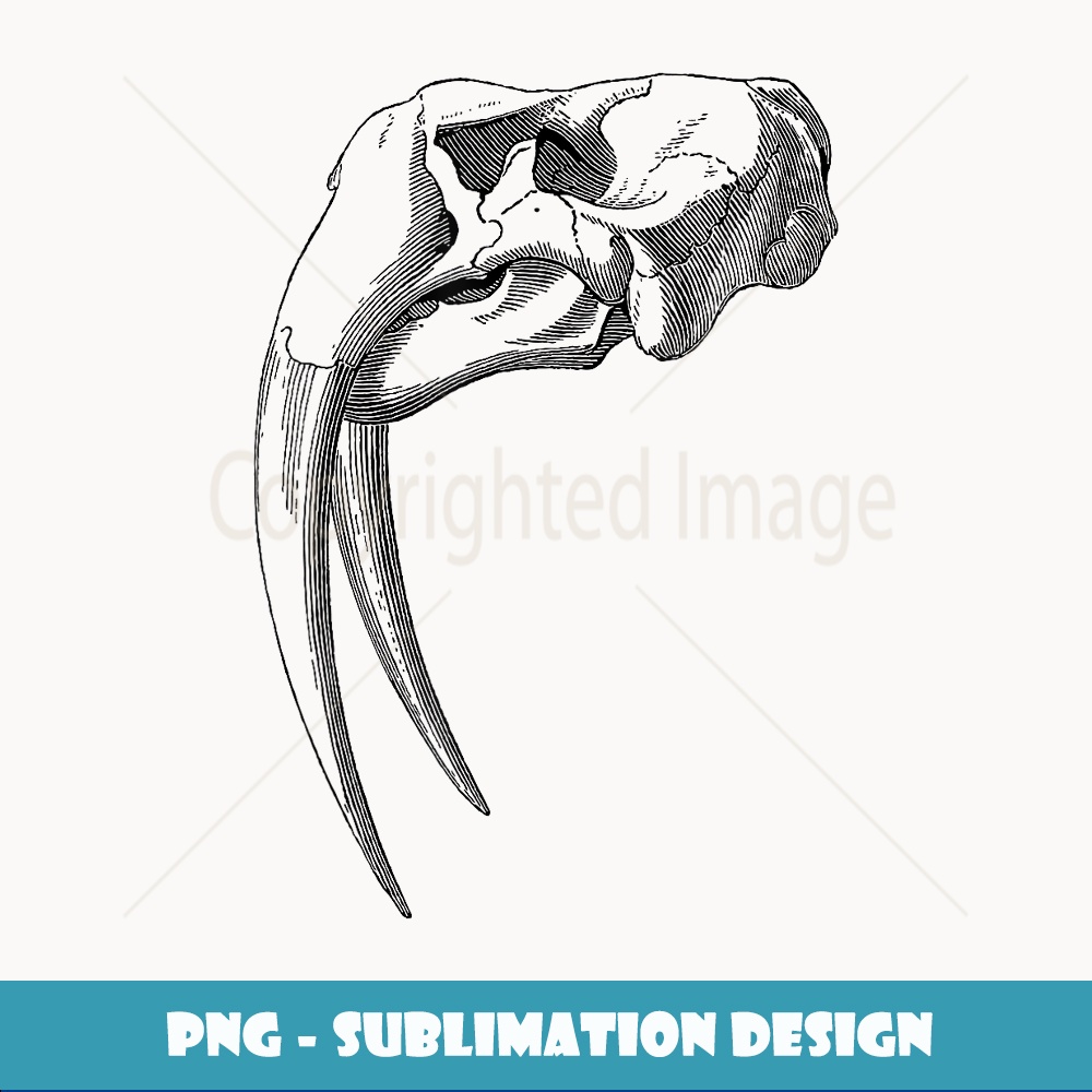 Sabertooth Skull T Saber Tooth Predator Vintage - Artistic S | Inspire ...