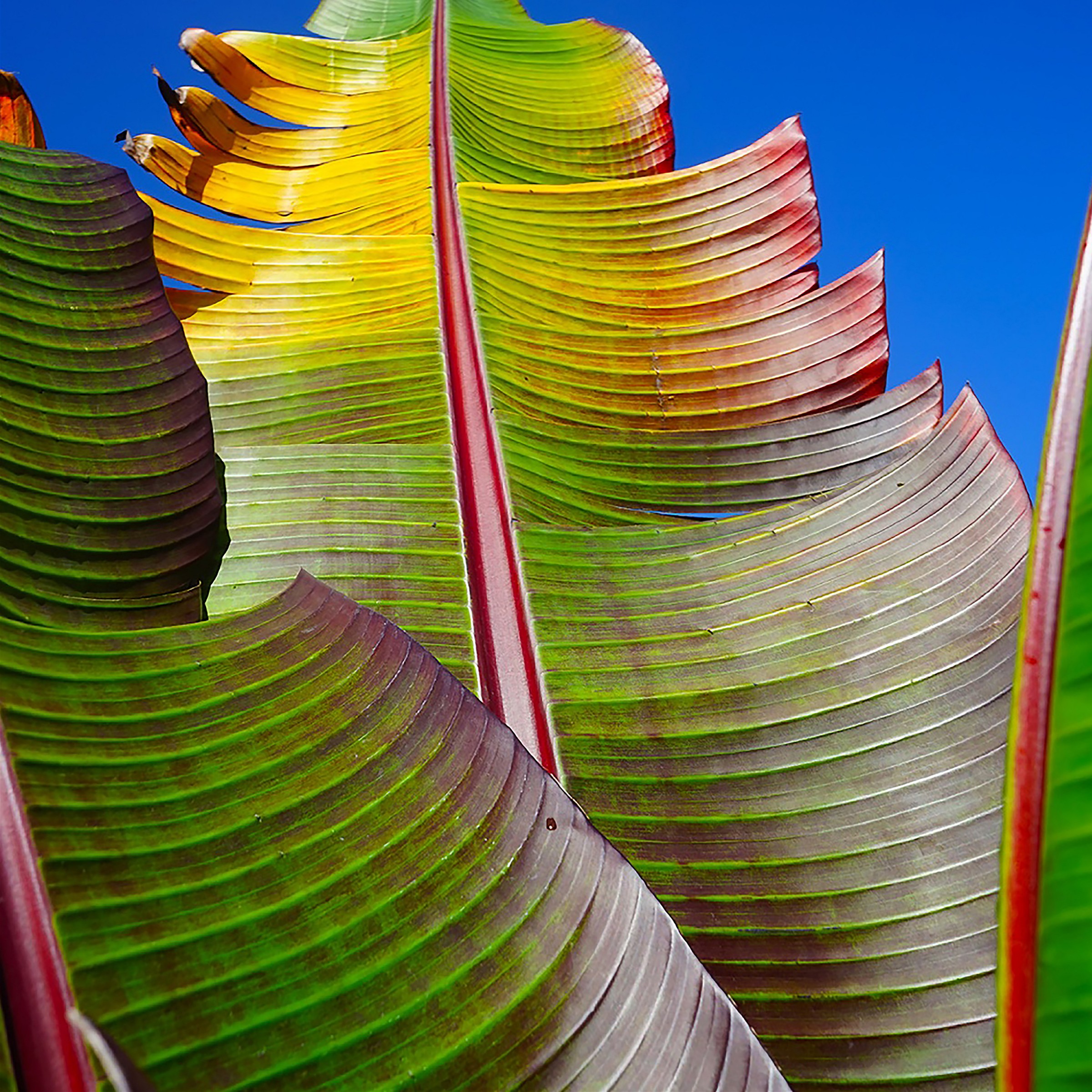 Four Tet (Only Human) Album Cover POSTER | Inspire Uplift