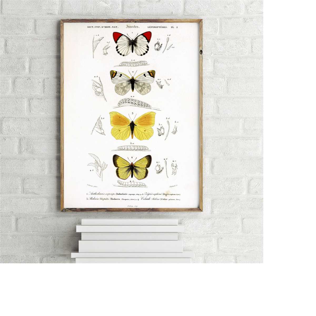 Stages of Butterfly Transformation Vintage Poster, Retro Wal | Inspire ...