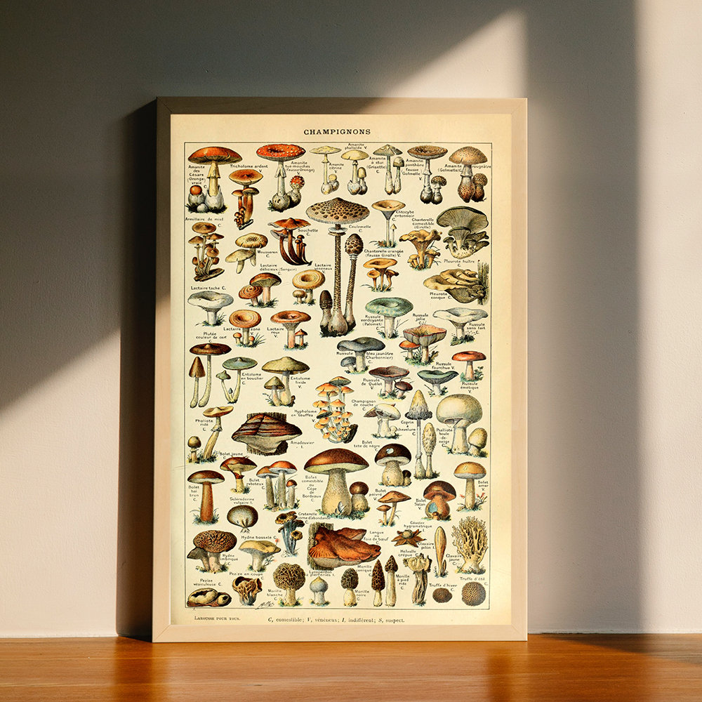 Educational vintage Mushroom Chart Biology Science Fungi art | Inspire ...