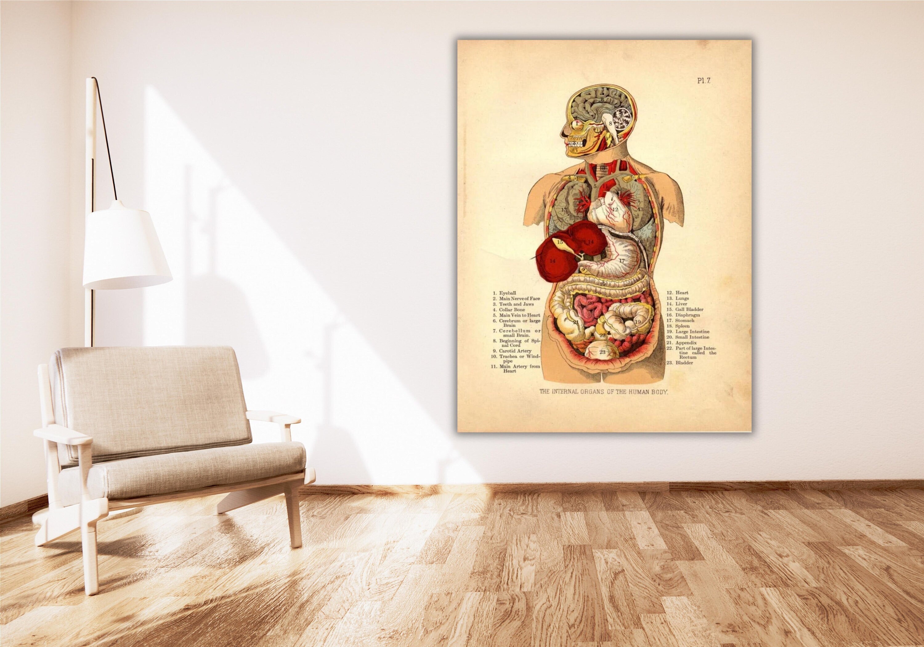 Internal Organs Of The Human Body Poster Print Art Canvas,Hu - Inspire ...