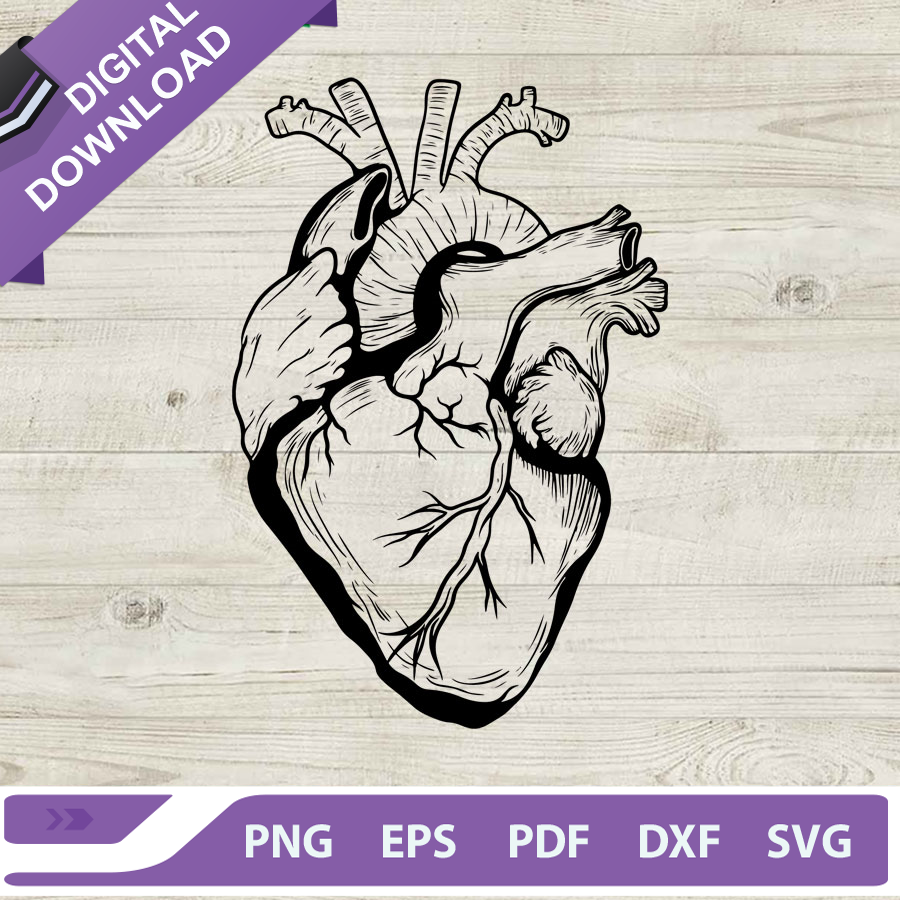 Heart SVG, Anatomical Heart SVG, Human Heart SVG - Inspire Uplift