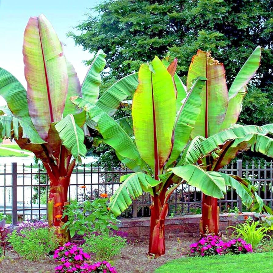 RARE Musa Ensete ventricosum 10 Red Abyssinian Tree Seeds Fa | Inspire ...