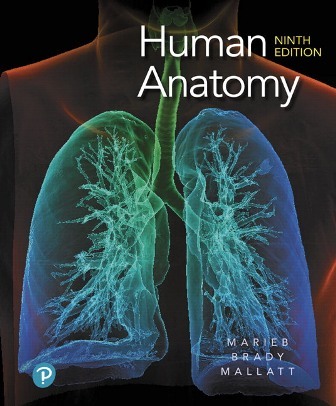Test Bank Human Anatomy 9th Edition Marieb | Inspire Uplift