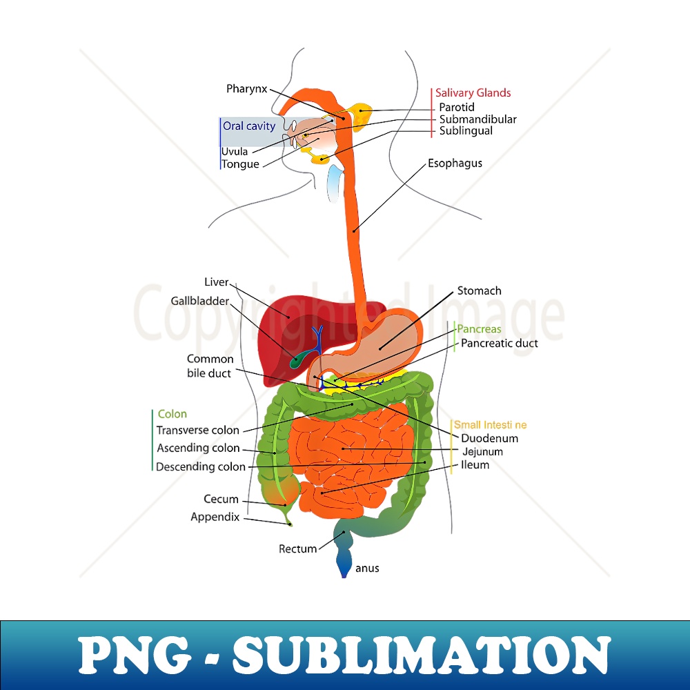 Human Body Digestive System Gastrointestinal Tract Anatomy - | Inspire ...
