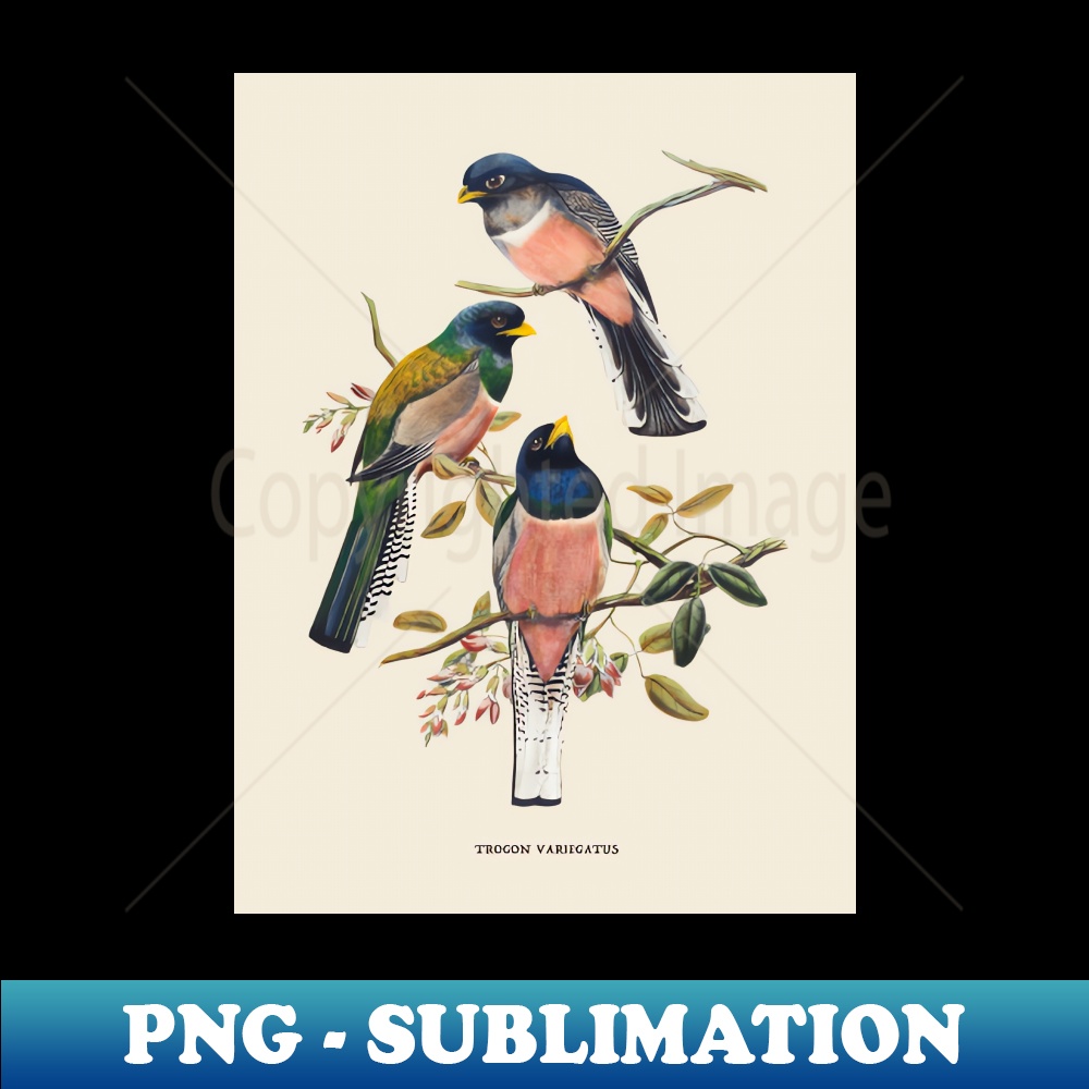Blue-crowned Trogon Antique Naturalist Illustration - Premiu | Inspire ...