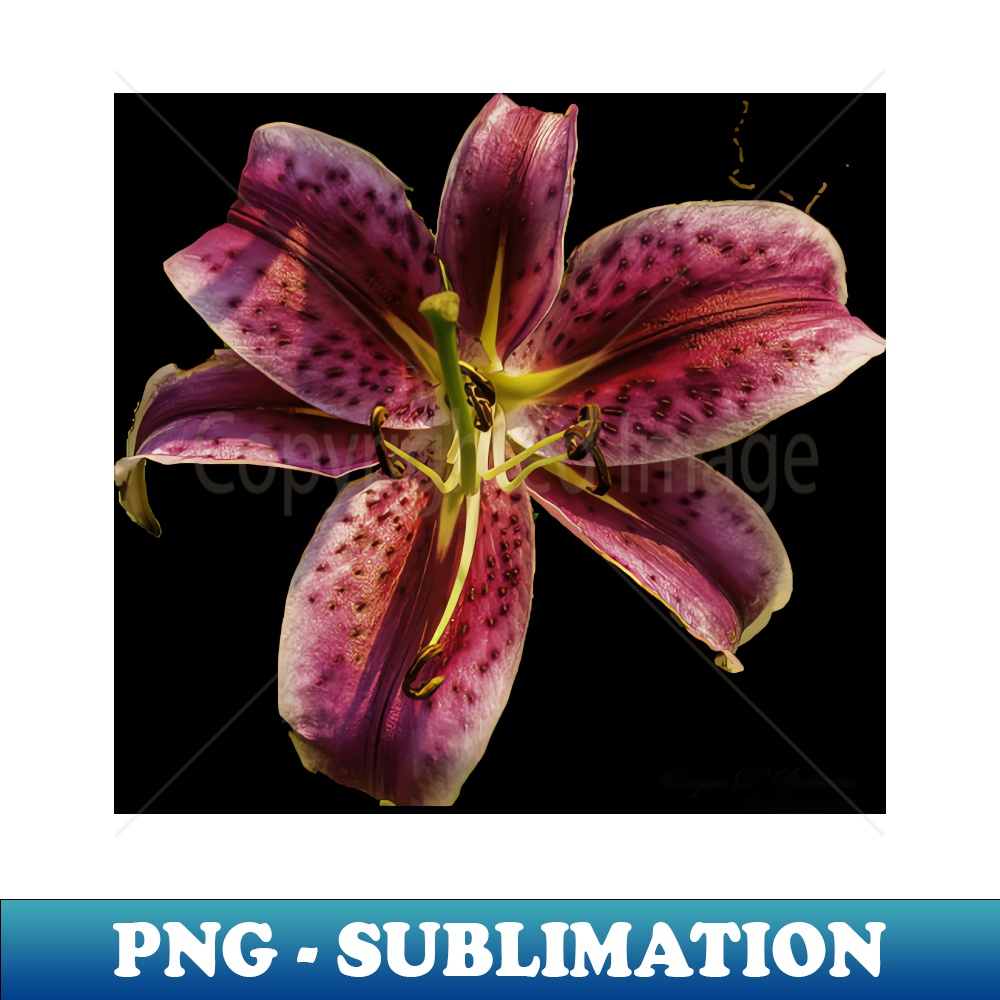 stargazer lily svg - Inspire Uplift