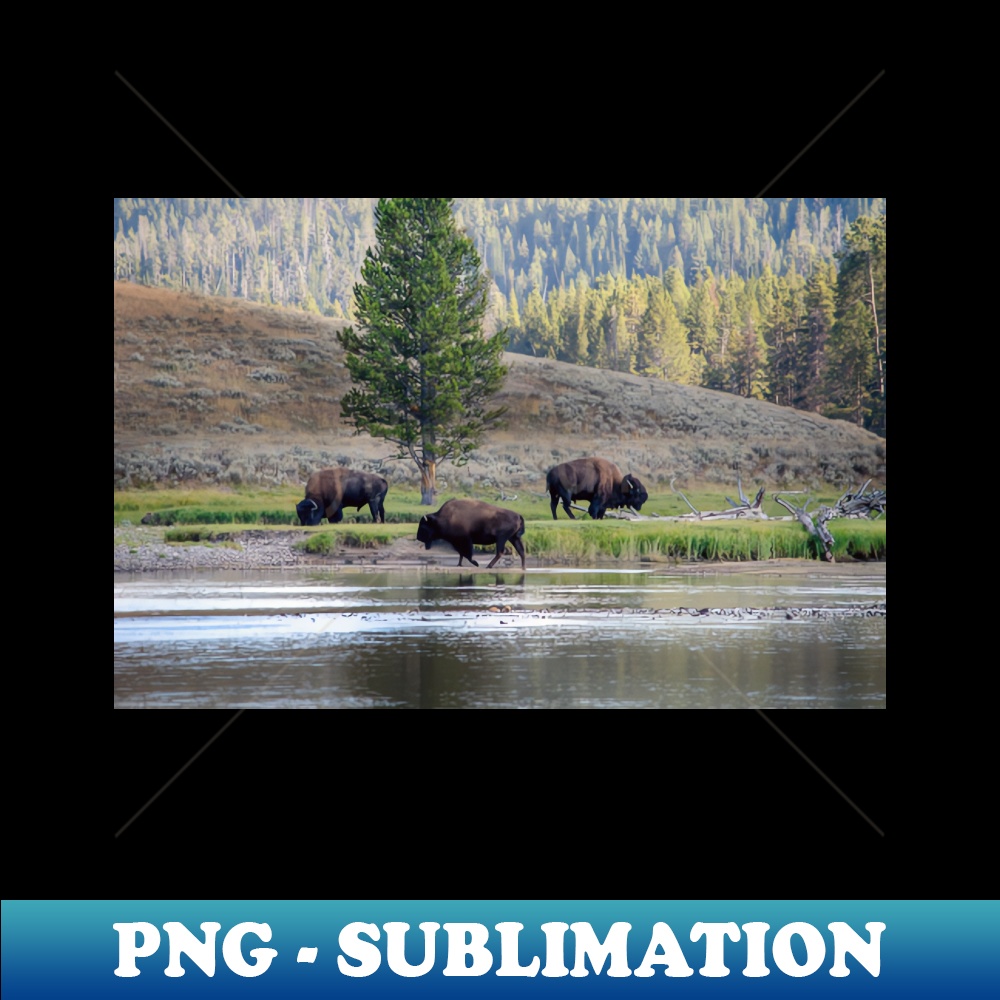 Three Buffalo grazing in Yellowstone - Exclusive PNG Sublima | Inspire ...