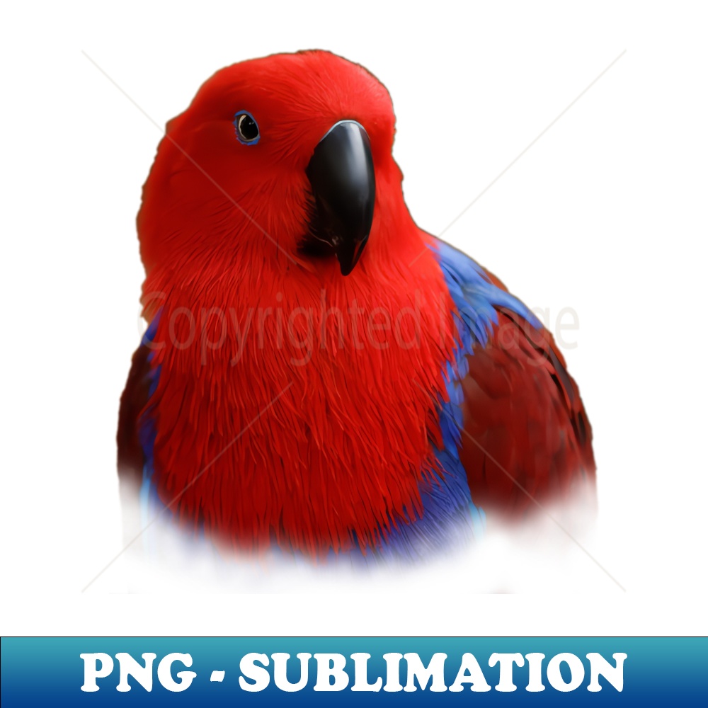 Beautiful Lady in Red Eclectus Parrot - Special Edition Subl | Inspire ...