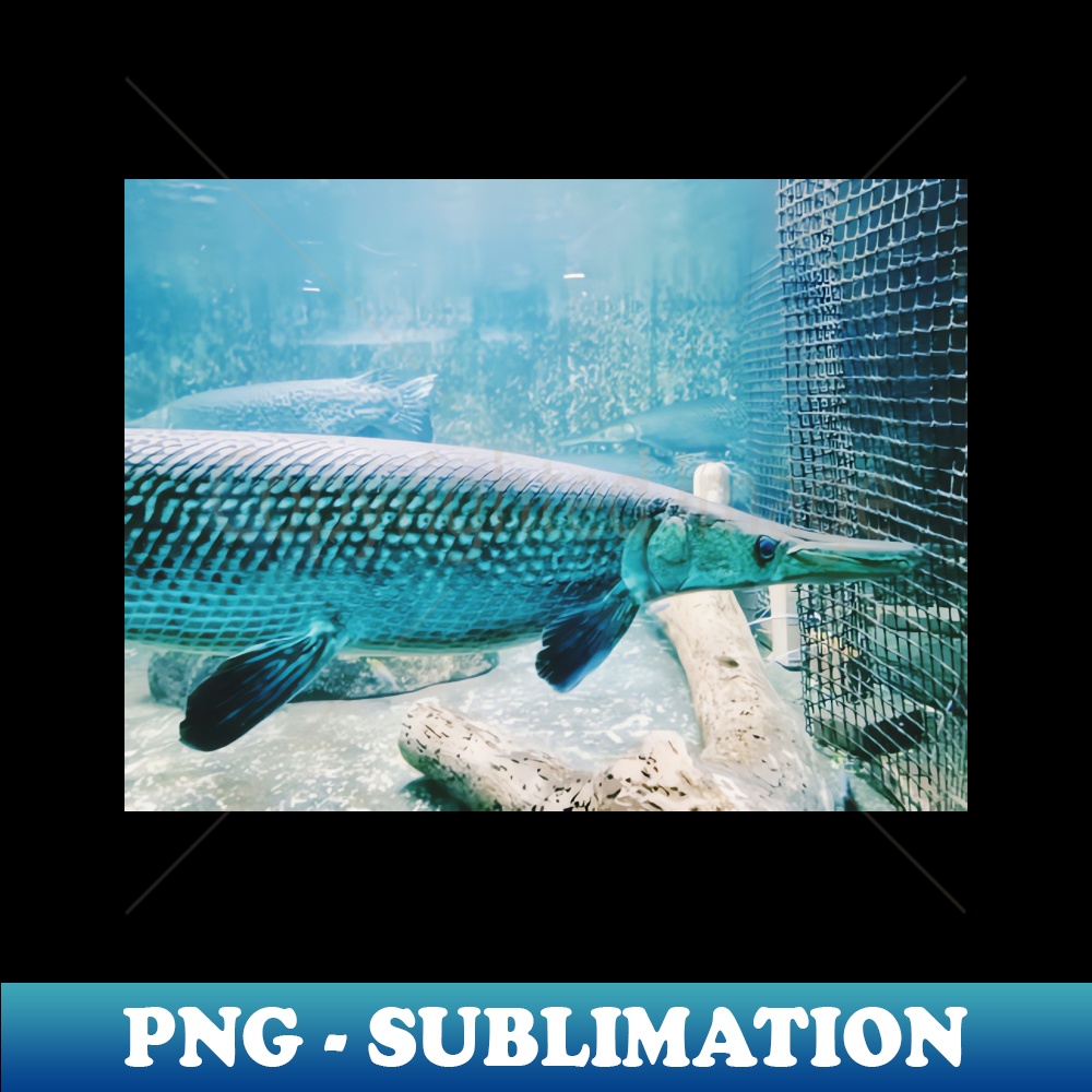 aquarium fish alligator gar fish tank gar fish monster fish | Inspire ...