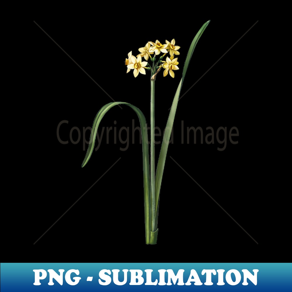 Vintage Cowslip Cupped Daffodil Botanical Illustration - Hig | Inspire ...