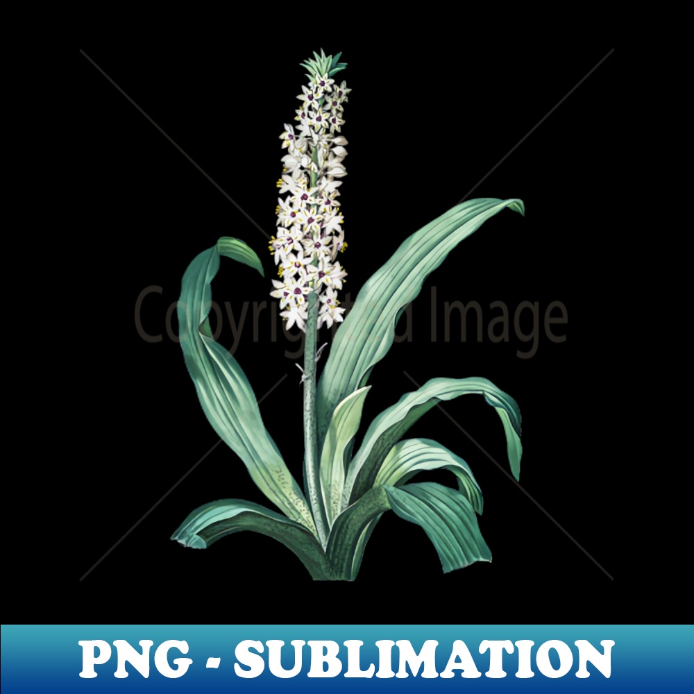 Vintage Eucomis Punctata Botanical Illustration - Digital Su | Inspire ...