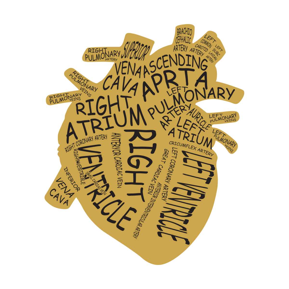 Anatomical Heart Cardiac Right Pulmonary Artery Superior Svg - Inspire ...