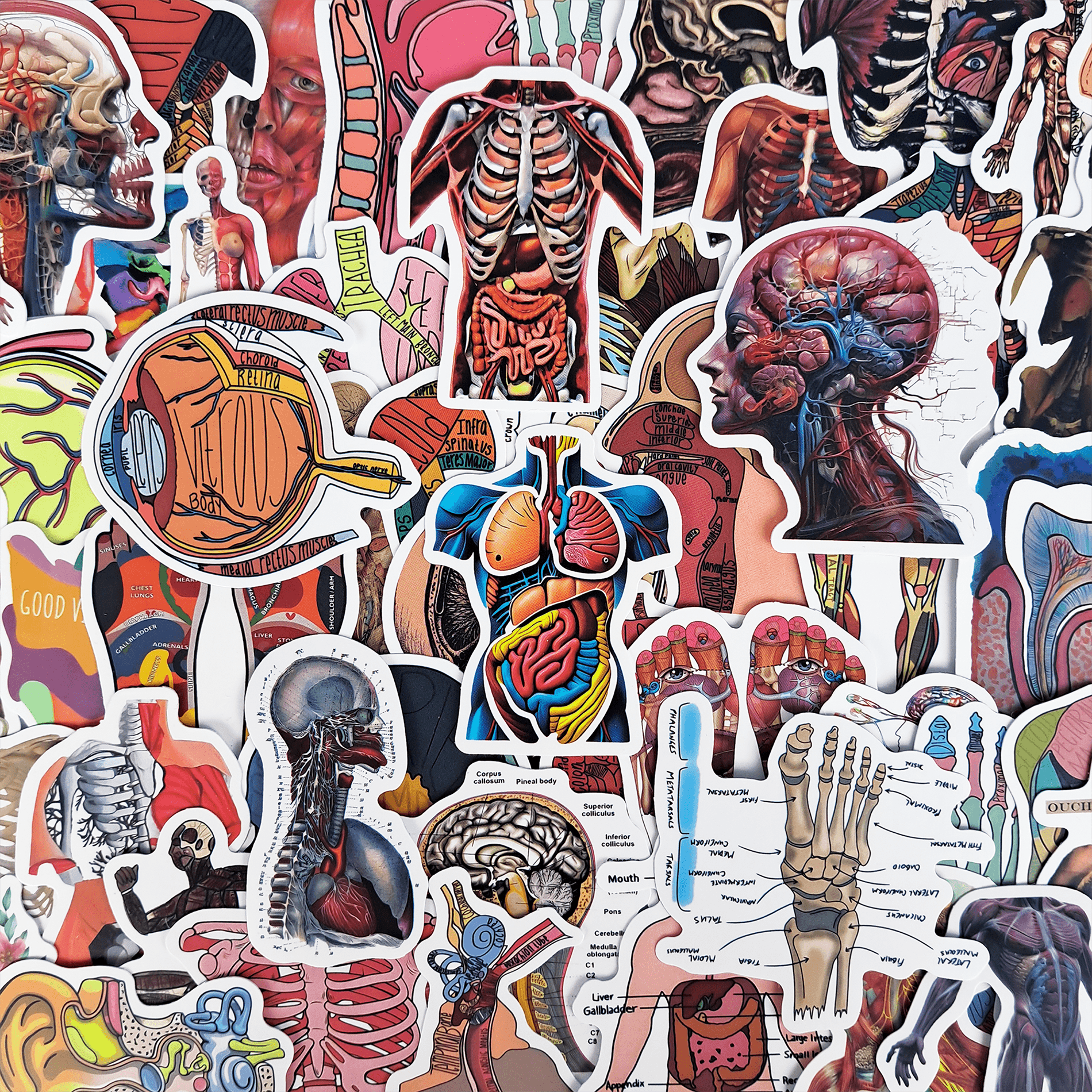 50 PCS Human Anatomy Sticker Pack, Medical Anatomy Stickers | Inspire ...