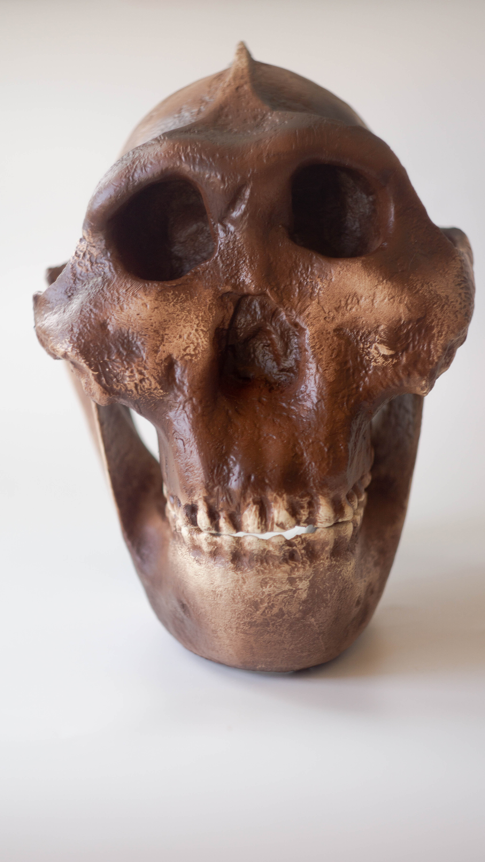 Australopithecus Boisei Skull Replica, Full-size 3d printed | Inspire ...