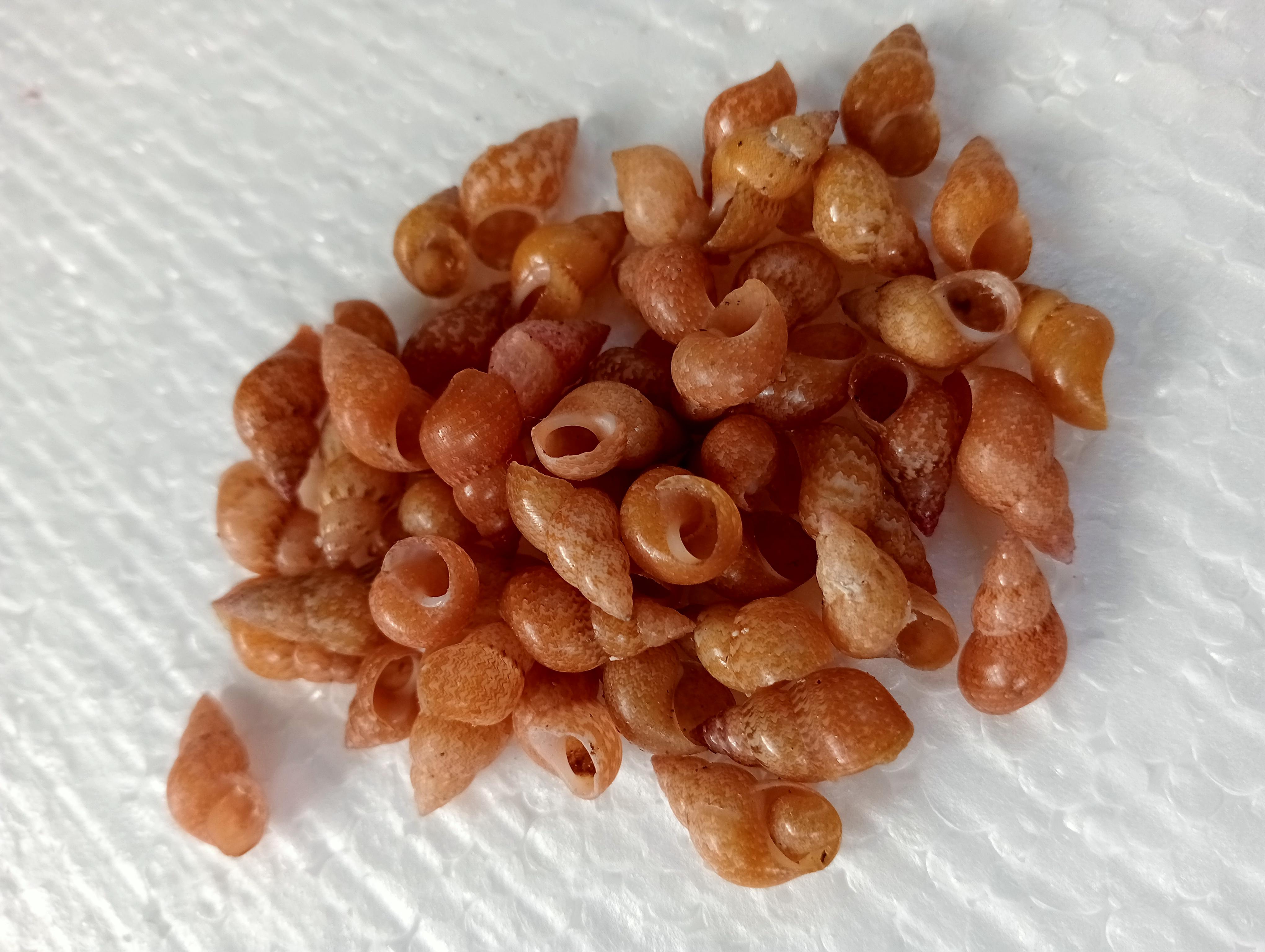 Craft shells..100 PCs for crafting shell..mangrove snail she | Inspire ...