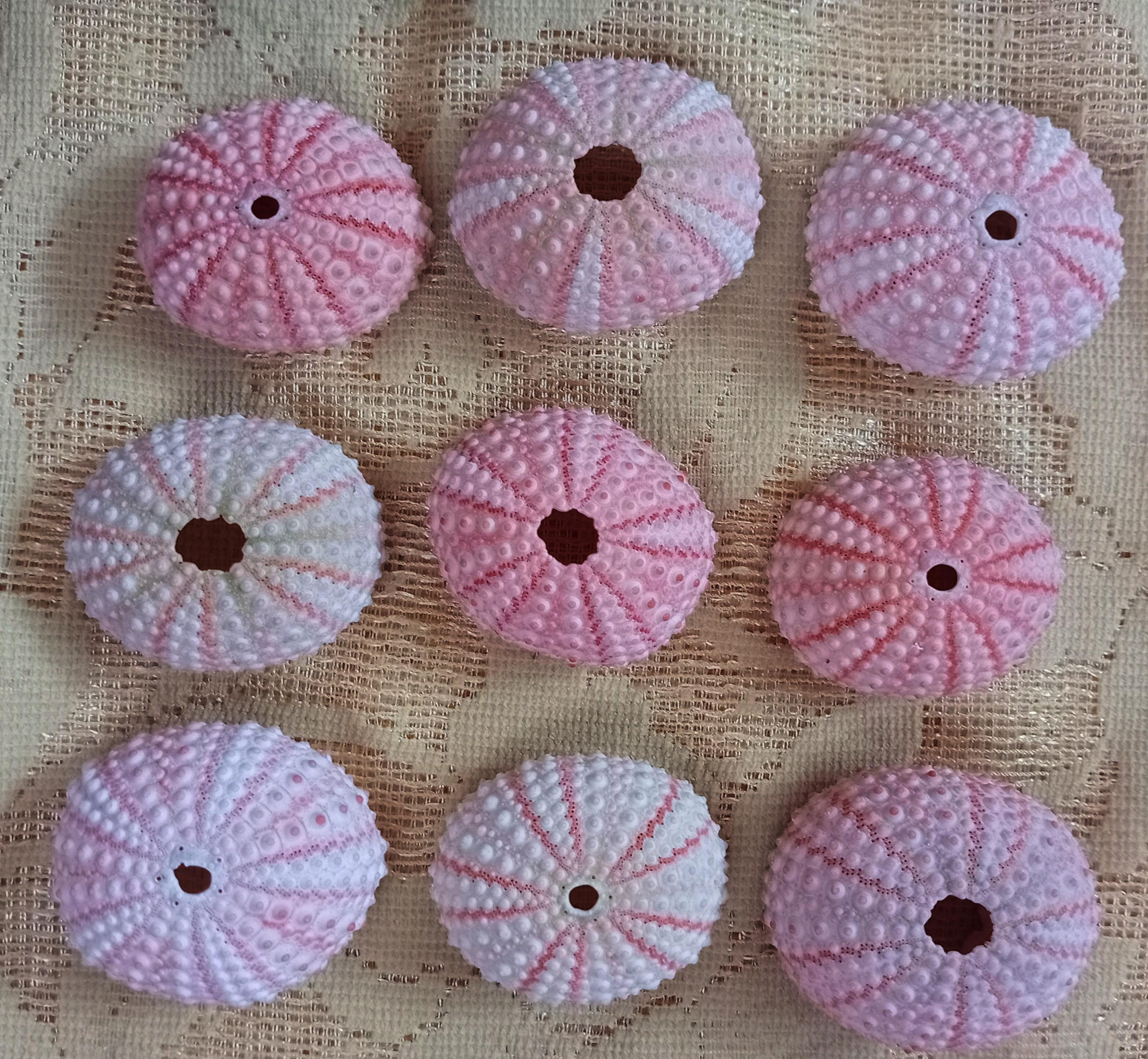 Craft supplies...Sea urchin pink...9 PCs urchin | Inspire Uplift