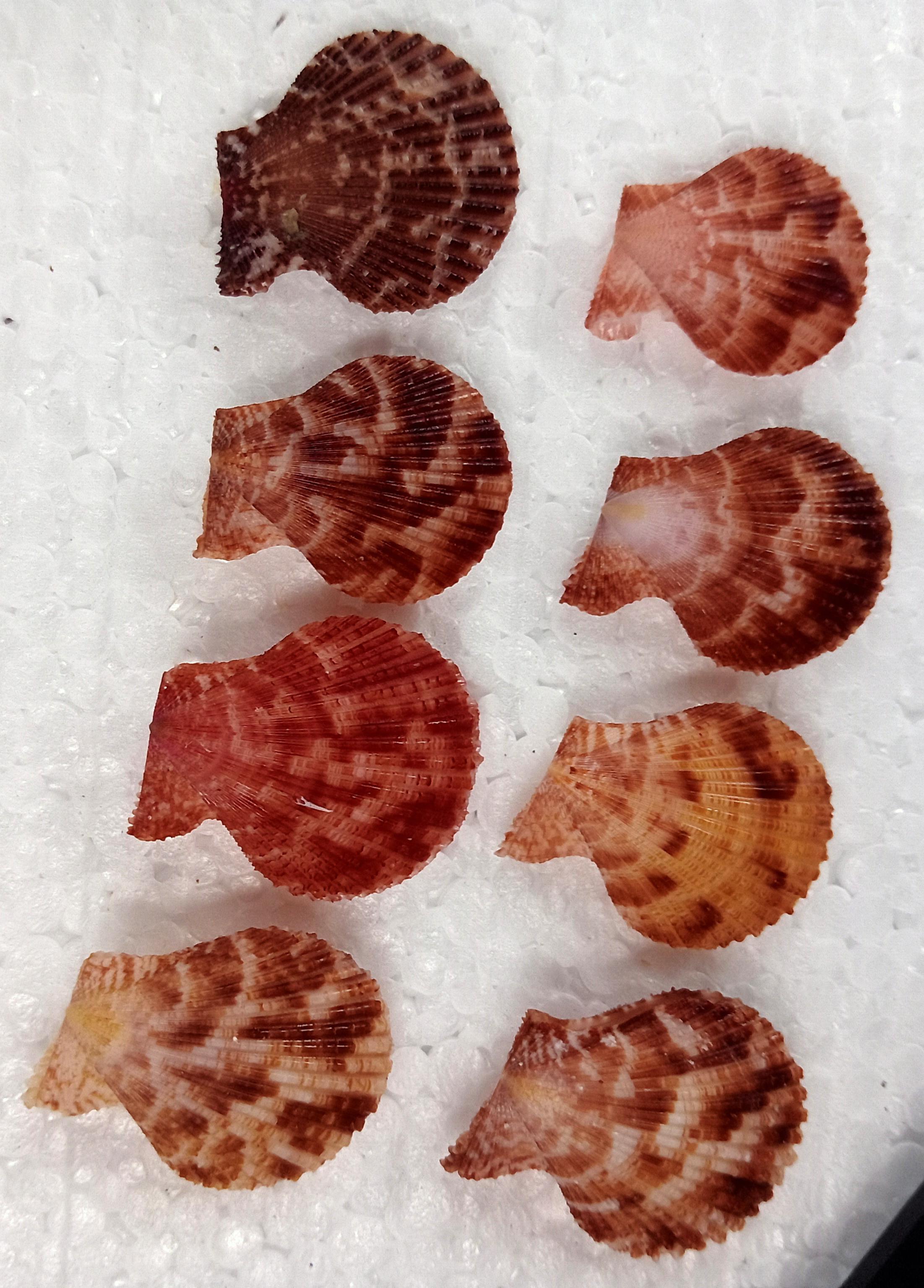 Craft supplies..pecten senatorial shell..size 25-27 mm..8 PC | Inspire ...