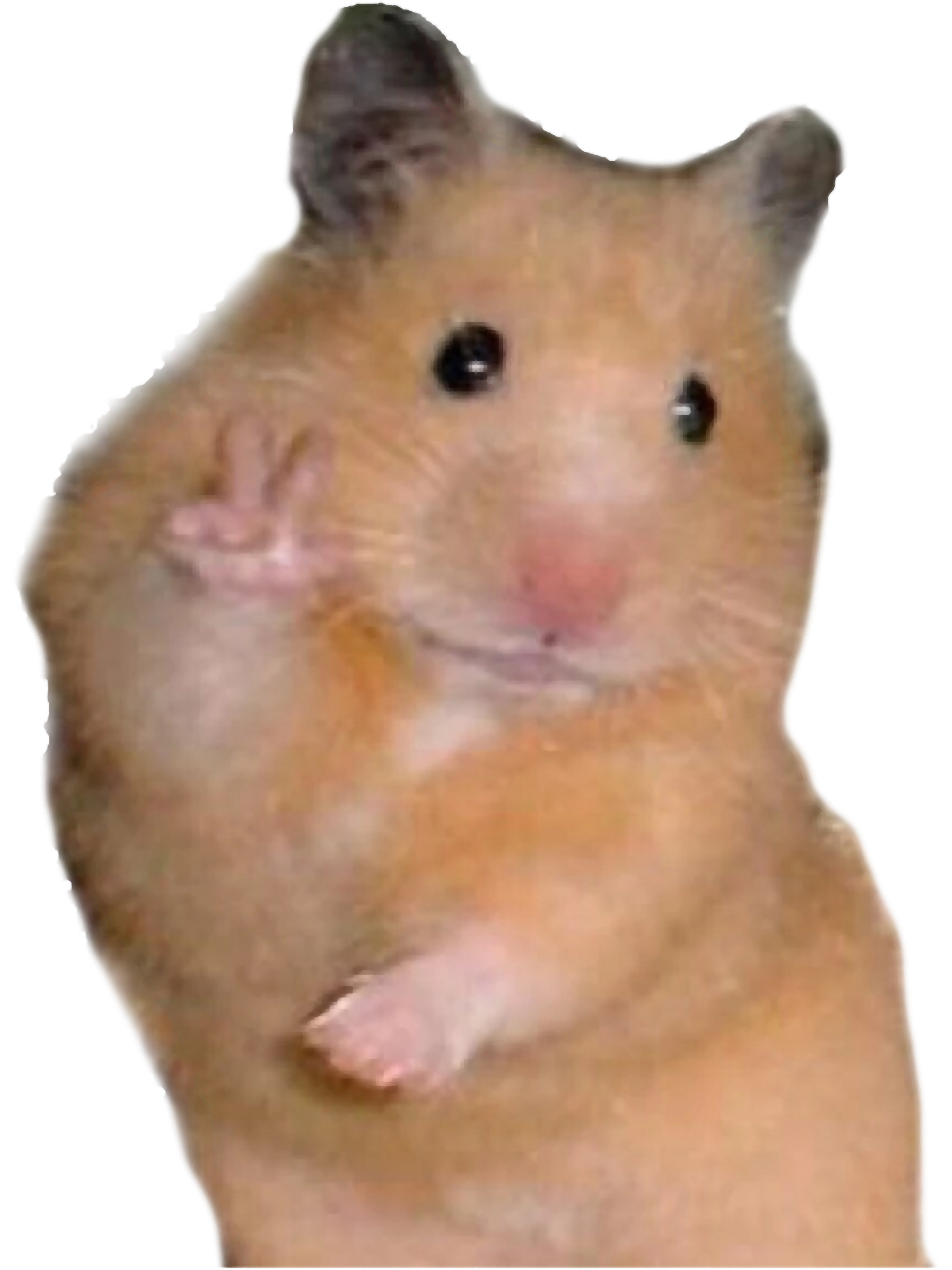 Peace Hamster Meme - Inspire Uplift
