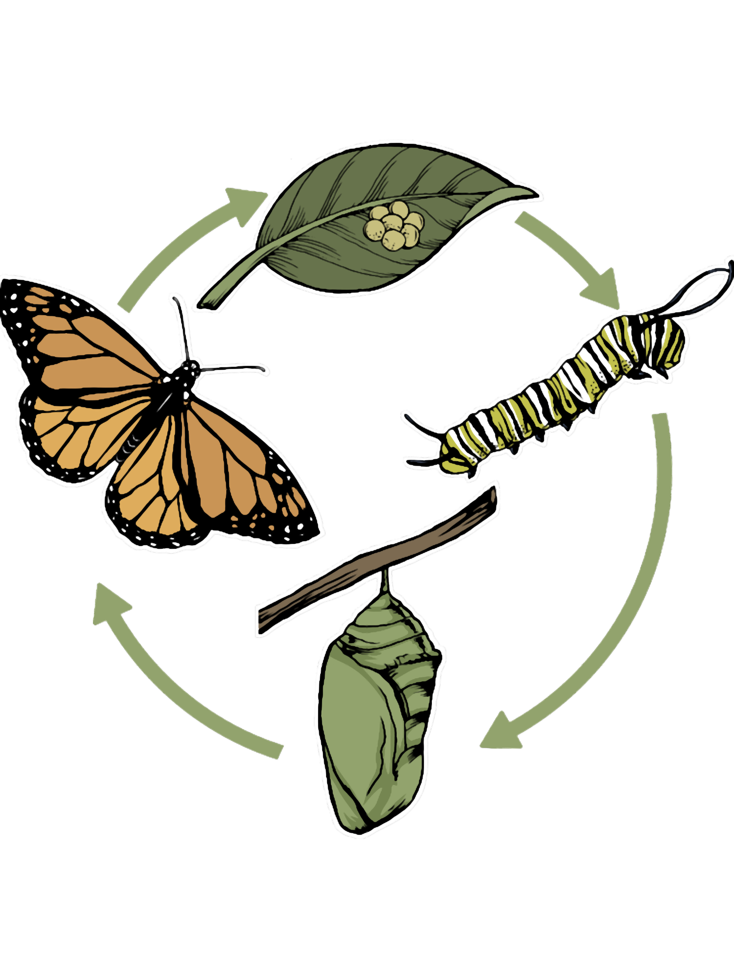 Butterfly Funny Monarch Butterfly Evolution Gift | Inspire Uplift