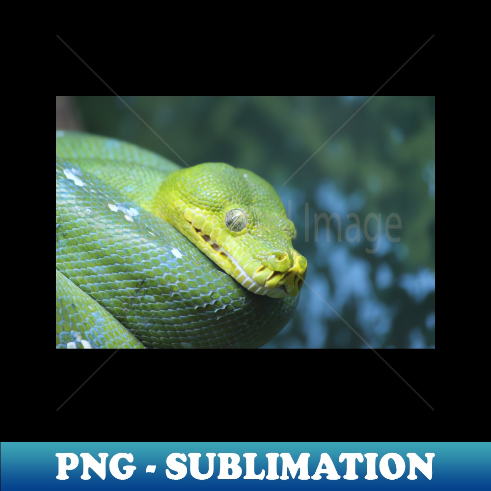 Green Tree Python - Premium Sublimation Digital Download - A | Inspire ...