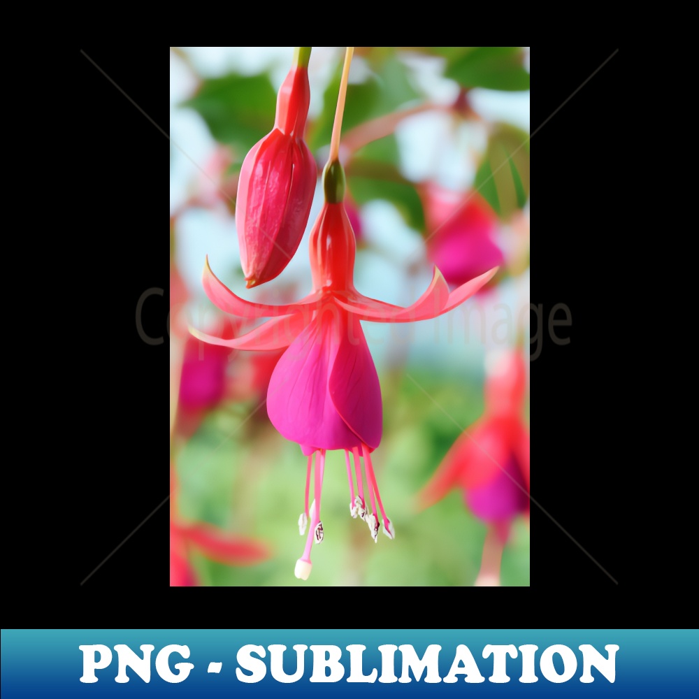Fuchsia Pink Fizz - PNG Transparent Digital Download File fo | Inspire ...