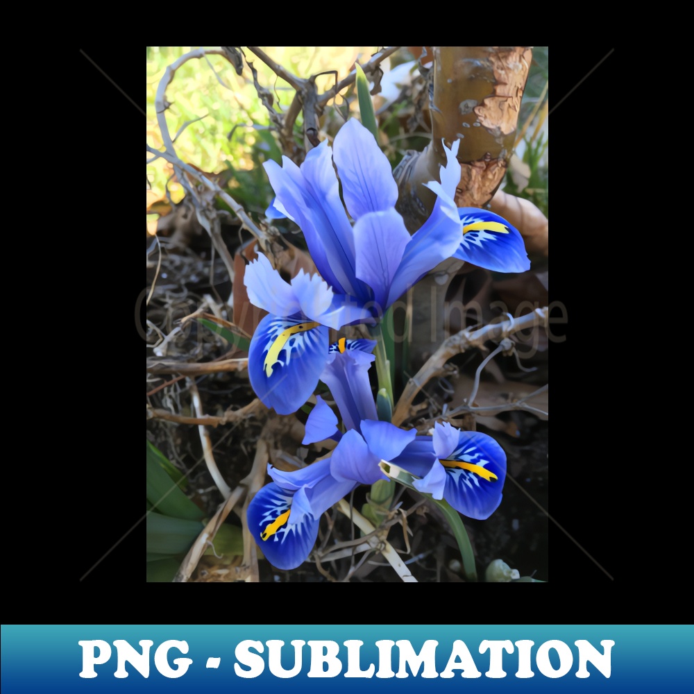 Mini Blue Iris - Instant PNG Sublimation Download | Inspire Uplift