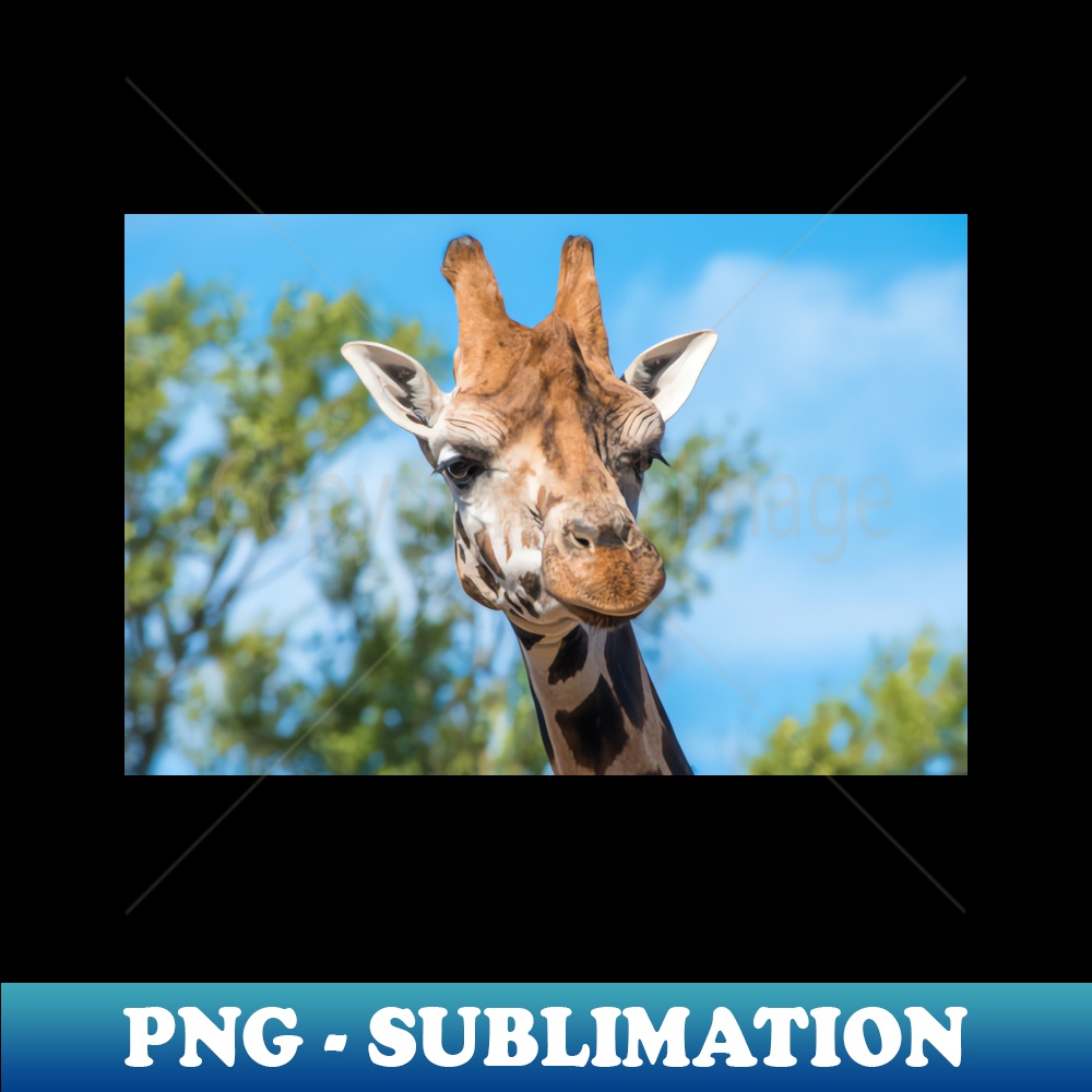 Close up photo of a Rothschild Giraffe head - High-Quality P | Inspire ...