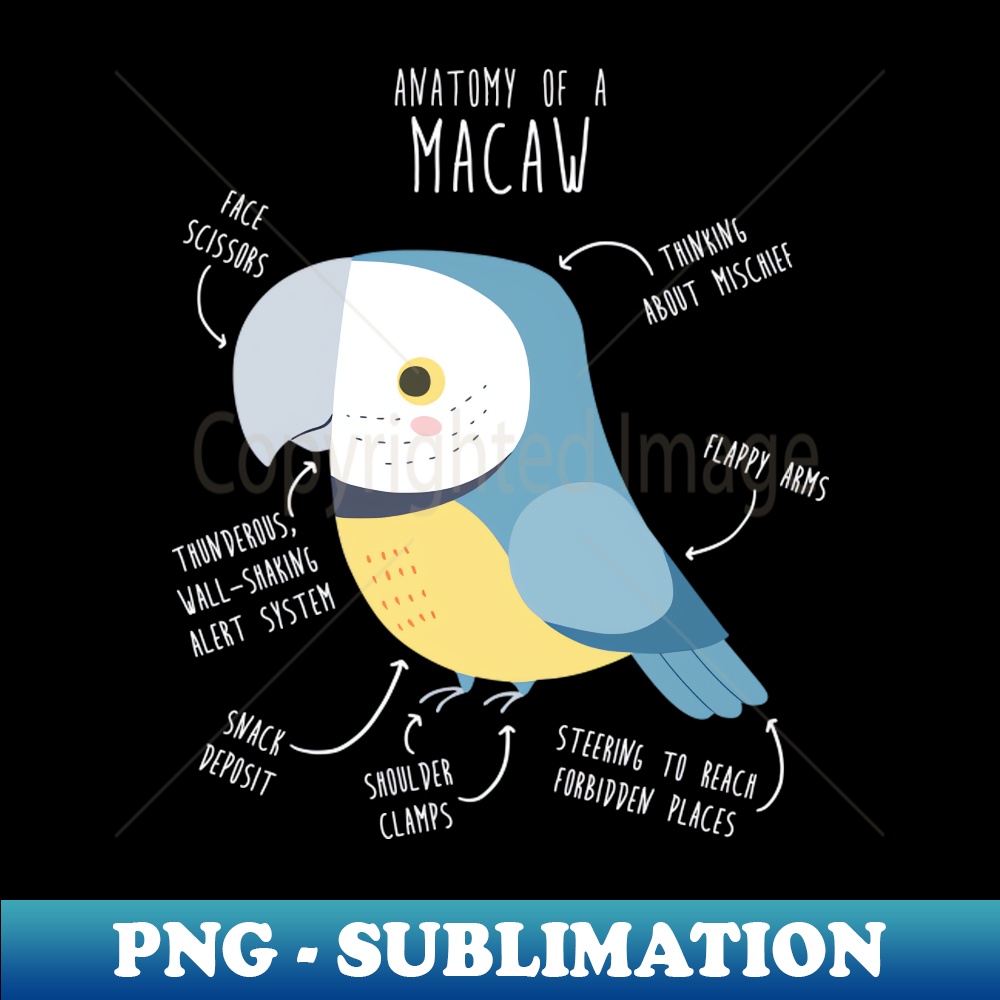 Blue and Gold Macaw Parrot Anatomy - Premium PNG Sublimation | Inspire ...
