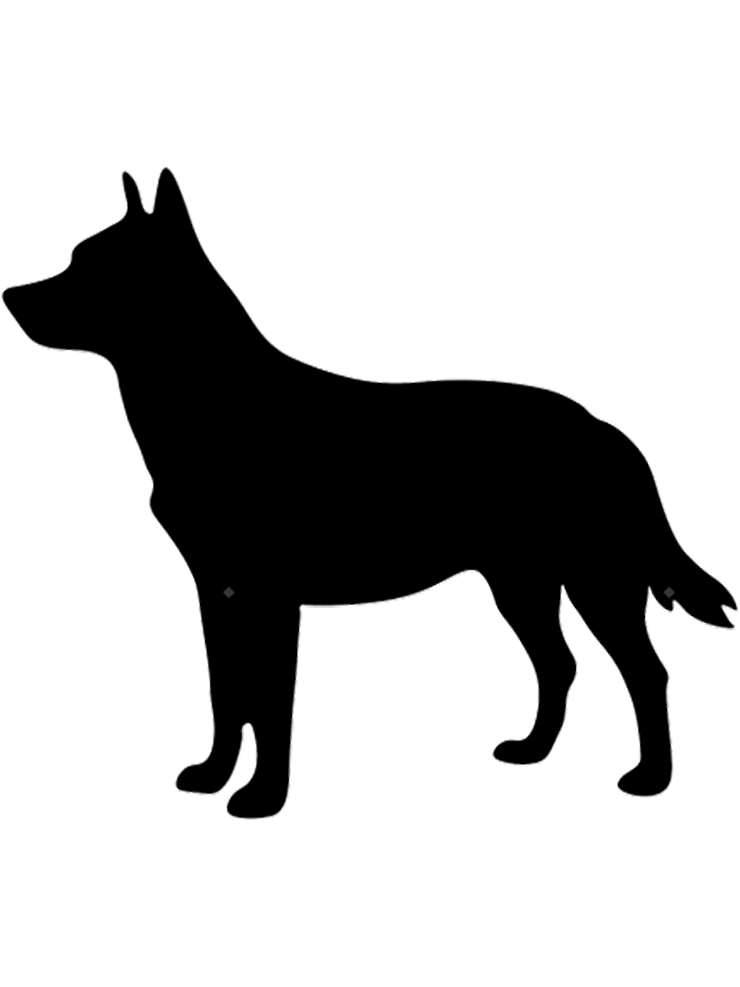 AustralianCattle Dog - Texas Heeler - Blue Heeler - Red Heel | Inspire ...