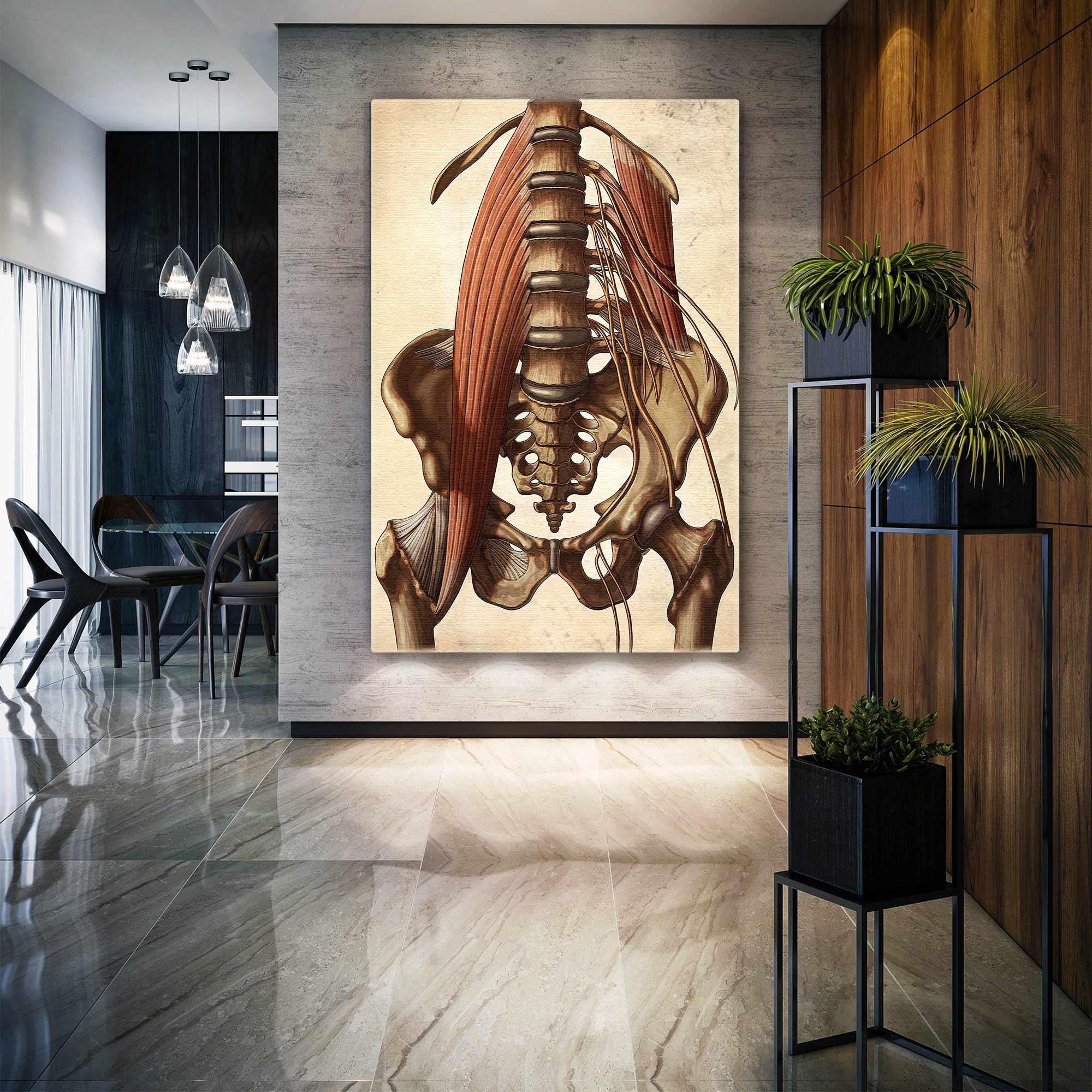 Spine and Hip Bone Anatomy Muscle Structure Roll Up Canvas, | Inspire ...