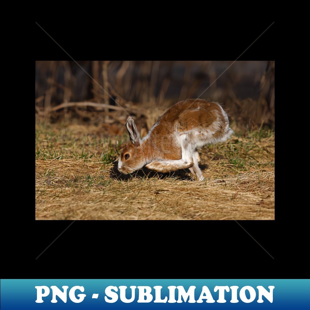 Snowshoe Hare running through the meadow in spring - Profess | Inspire ...