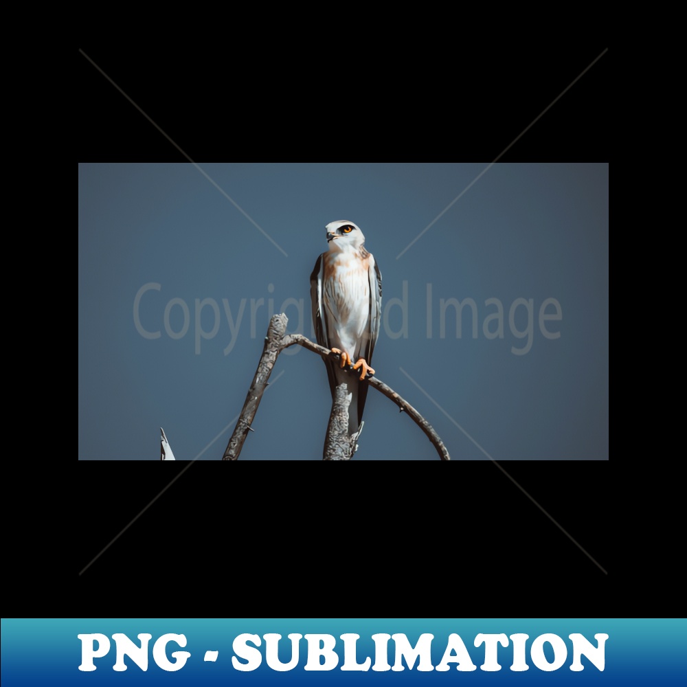 Black-shouldered kite - Elegant Sublimation PNG Download - V | Inspire ...